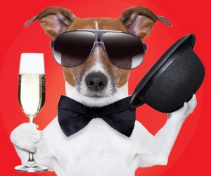 Cat Box Pet Hyper | The African Business Journal